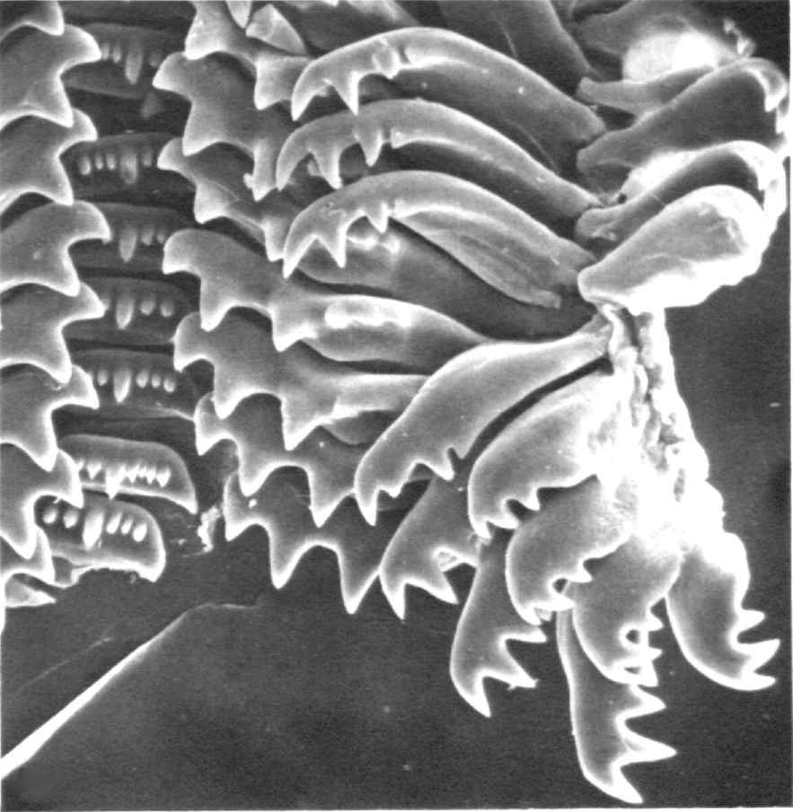 snail-radula